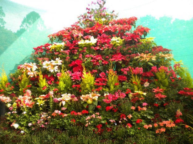 6 Must Attend Flower Festivals Of India – India Travel Blog | India Tours